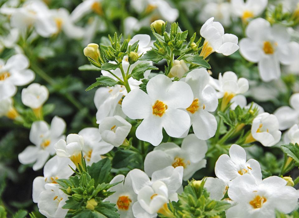Schneeflockenblume (Sutera diffusus, früher Bacopa) - [SCHÖNER WOHNEN]