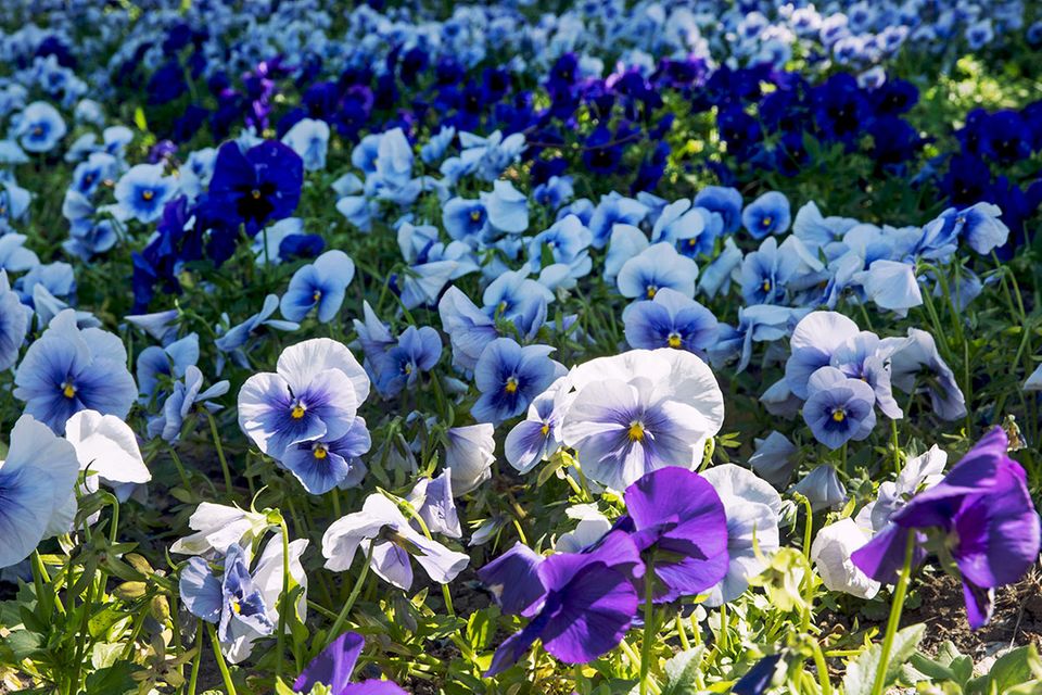 Stiefmütterchen (Viola x wittrockiana) - [SCHÖNER WOHNEN]