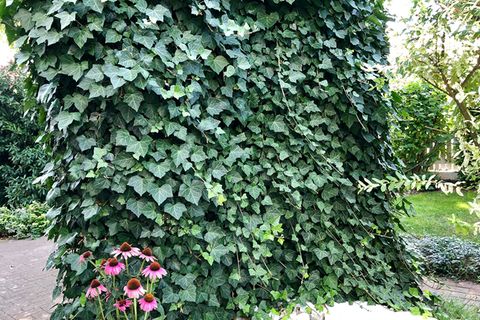 Efeu: pflanzen, schneiden, Pflege - [SCHÖNER WOHNEN]