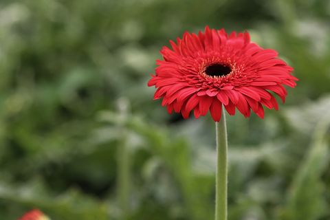 Gerbera – pflanzen, pflegen, überwintern - [SCHÖNER WOHNEN]