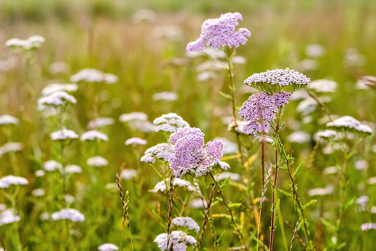 Schafgarbe (Achillea spec.) - [SCHÖNER WOHNEN]