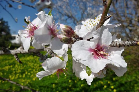 Mandelbaum – pflanzen, pflegen, schneiden - [SCHÖNER WOHNEN]