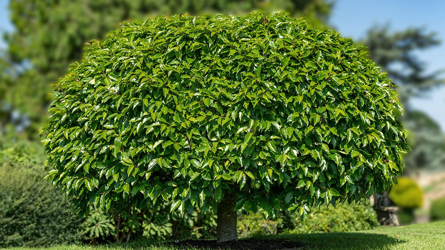 Trompetenbaum – pflanzen, pflegen, schneiden - [SCHÖNER WOHNEN]