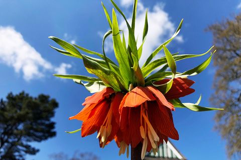 Kaiserkrone - [SCHÖNER WOHNEN]