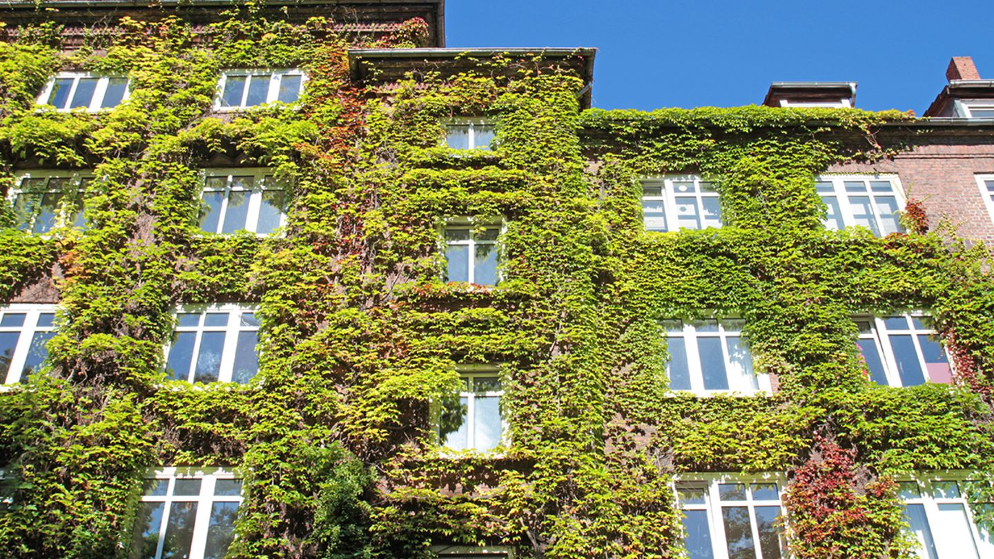 Grüne Fassaden: Klimaretter oder kurzzeitiger Trend? - [SCHÖNER WOHNEN]