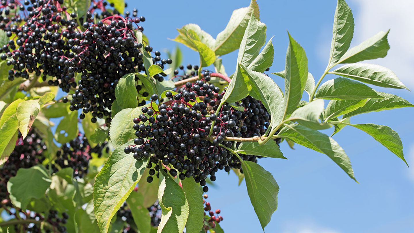 Holunder: pflanzen, pflegen, ernten - [SCHÖNER WOHNEN]