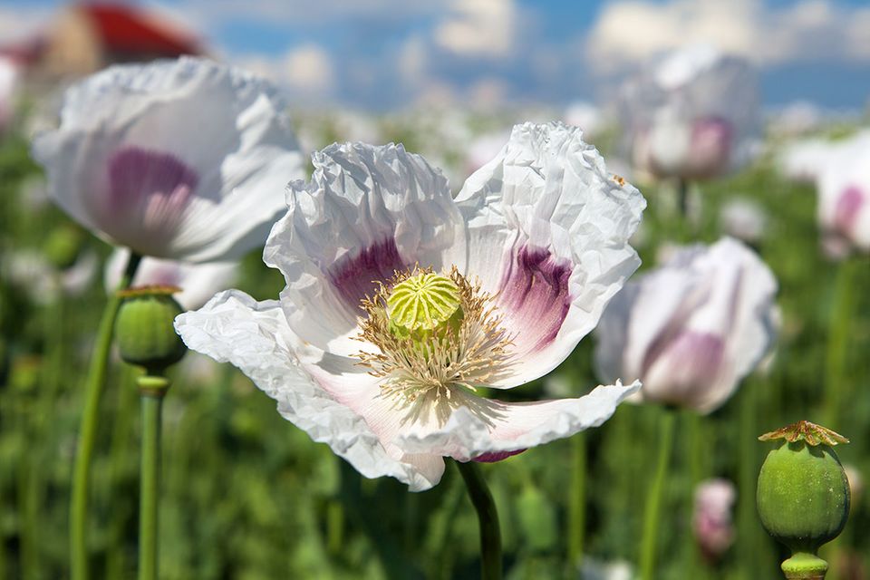 Mohnblume: aussäen, pflanzen, vermehren - [SCHÖNER WOHNEN]