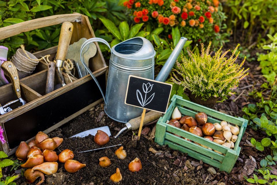Blumenzwiebeln pflanzen: So geht's im Herbst - [SCHÖNER WOHNEN]