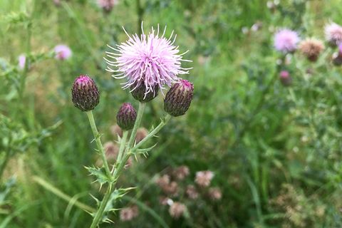 Disteln: pflanzen, pflegen, aussäen - [SCHÖNER WOHNEN]