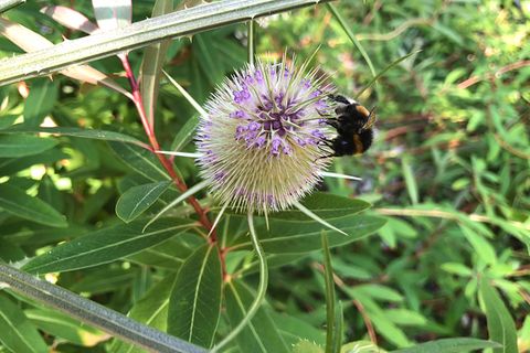 Disteln: pflanzen, pflegen, aussäen - [SCHÖNER WOHNEN]