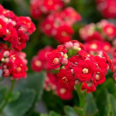 Welche Blumen & Gewächse im Juli pflanzen? - [SCHÖNER WOHNEN]