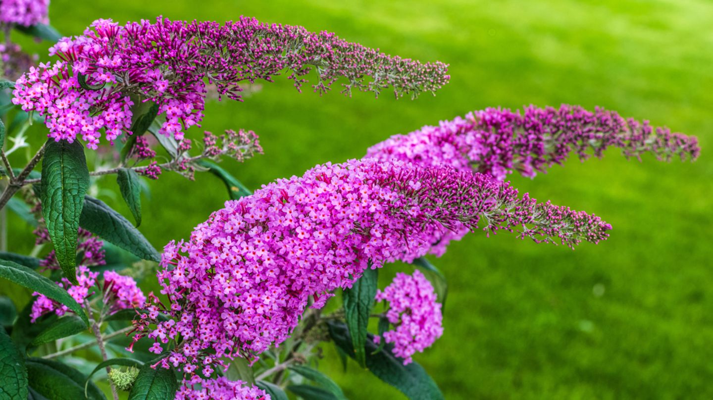 Sommerflieder, Schmetterlingsflieder: pflanzen, pflegen - [SCHÖNER WOHNEN]