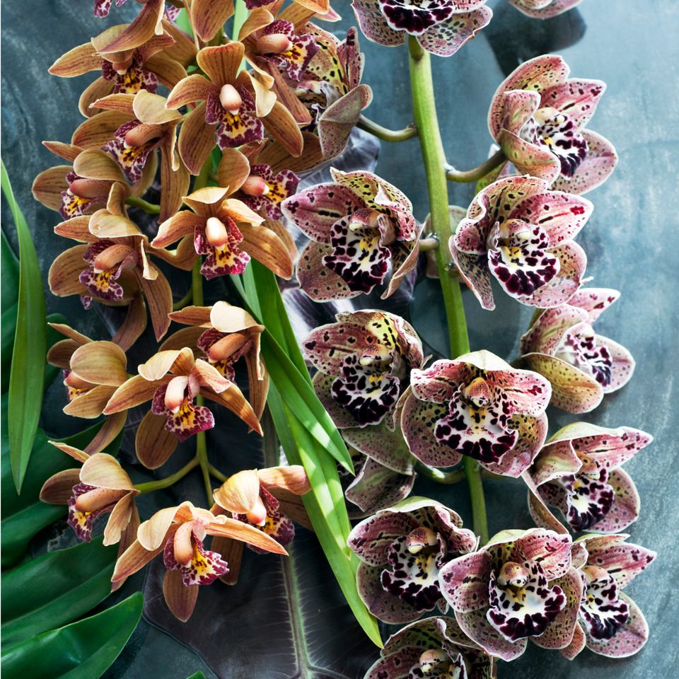 Orchidee (Orchidaceae) - [SCHÖNER WOHNEN]