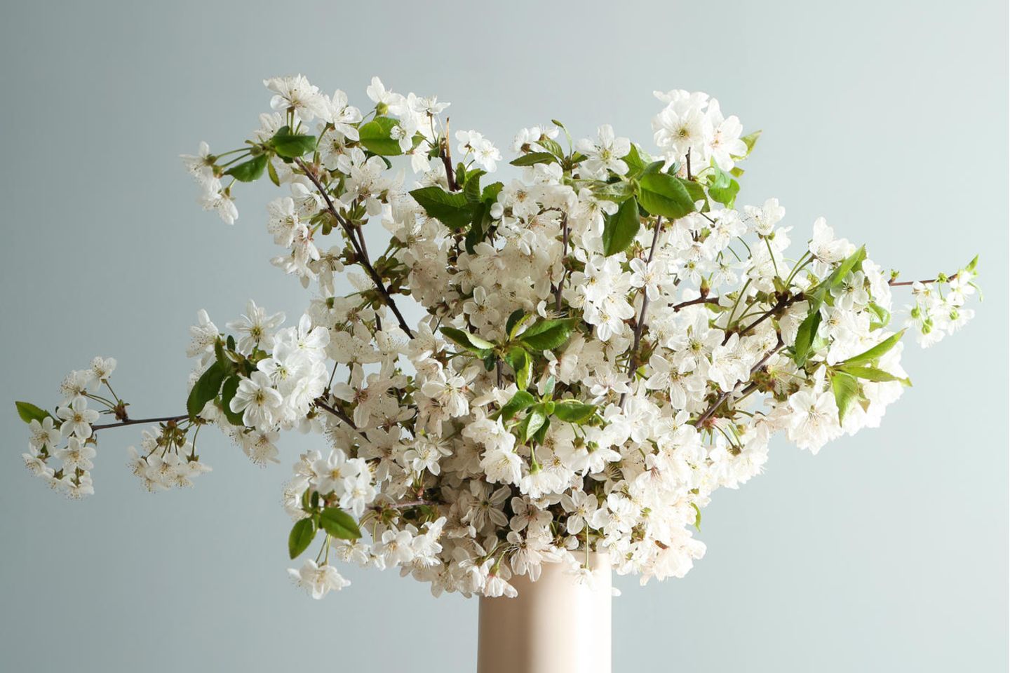 Barbarazweige (Prunus) - [SCHÖNER WOHNEN]