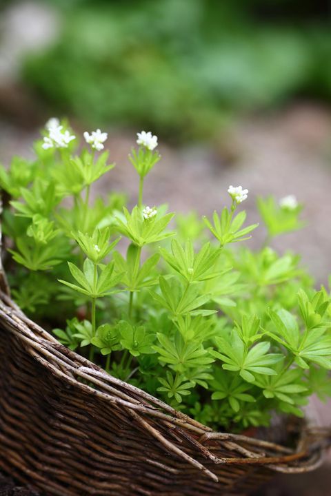 Kräutergarten für den Balkon: Die besten Balkonkräuter - [SCHÖNER WOHNEN]