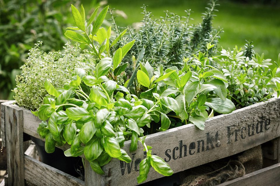Tragbares Kräuterbeet in der Kiste - [SCHÖNER WOHNEN]