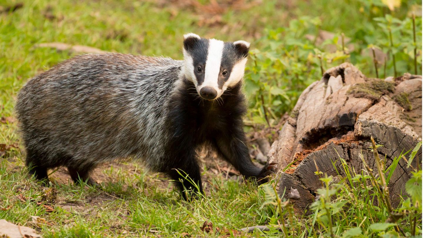 Dachs im Garten: So werden Sie die Tiere wieder los - [SCHÖNER WOHNEN]