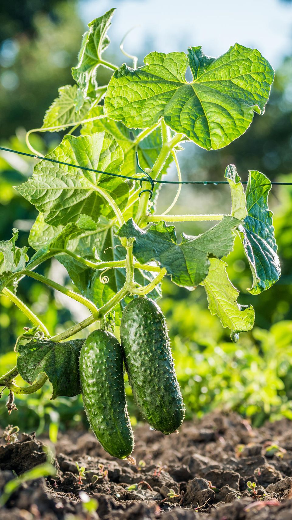 Gute Nachbarn für Gurken - [SCHÖNER WOHNEN]