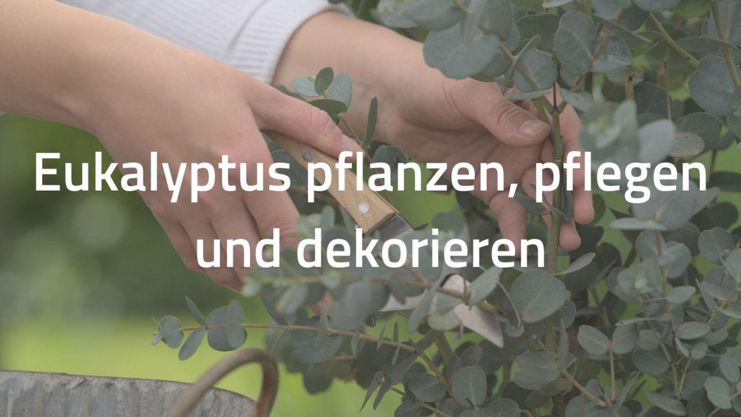 VIDEO: Eukalyptus pflanzen, pflegen & dekorieren - [SCHÖNER WOHNEN]