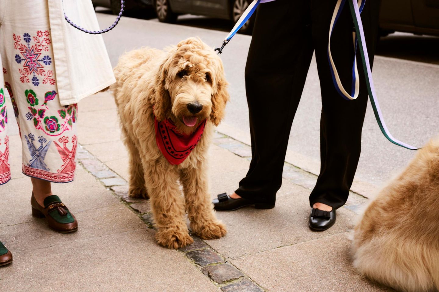 "Hay Dogs"-Kollektion von Hay - [SCHÖNER WOHNEN]
