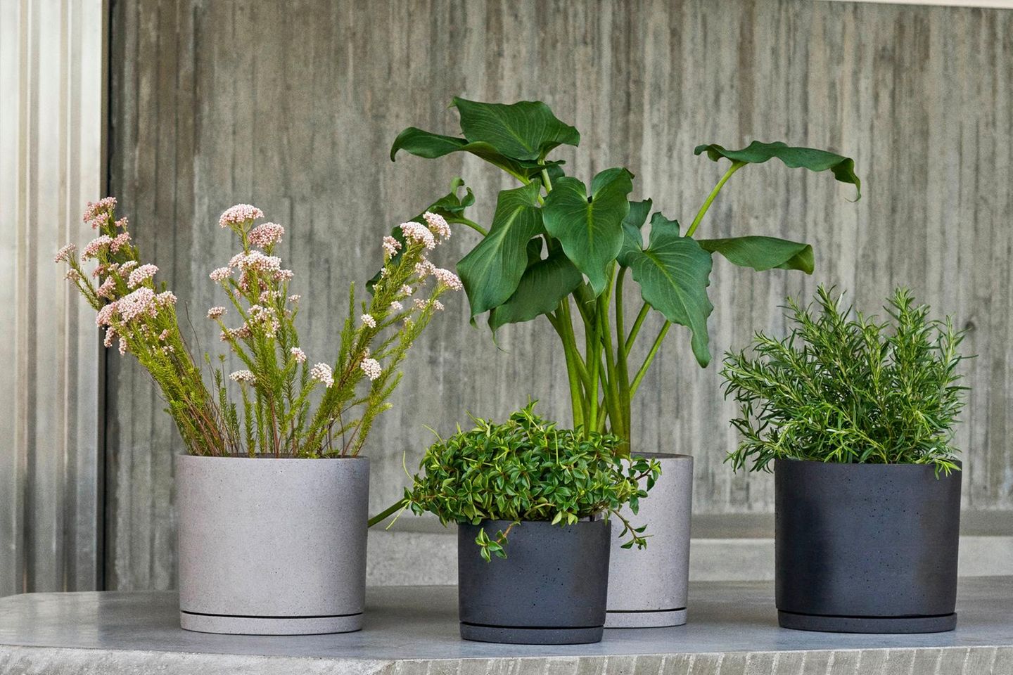 Blumenk bel Richtig Anpflanzen IXXLIQ Blumenk bel Richtig Anpflanzen IXXLIQ
